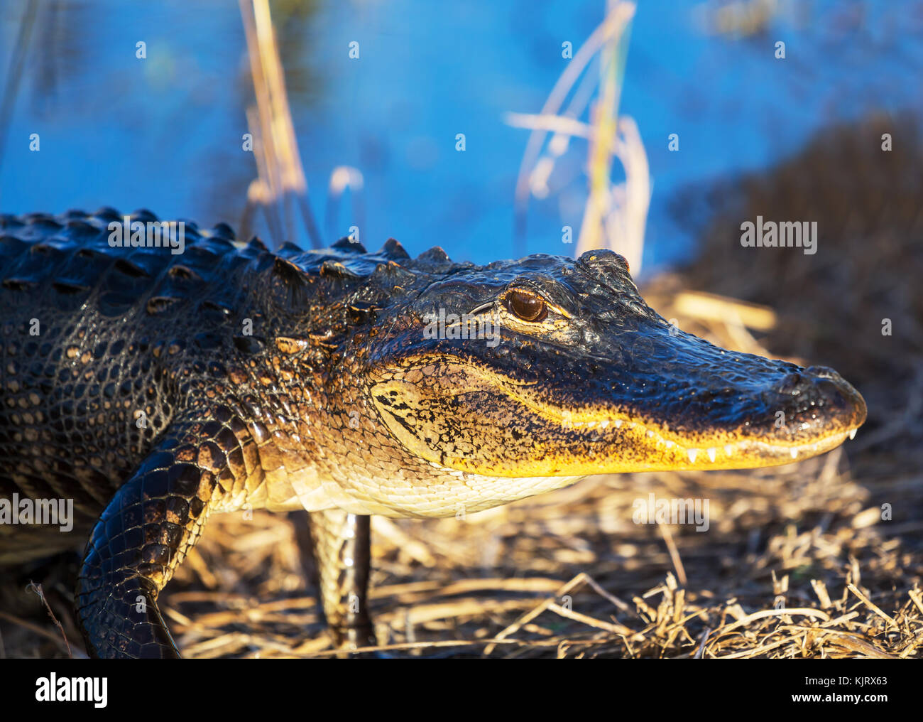 Alligator in Florida Stock Photo - Alamy