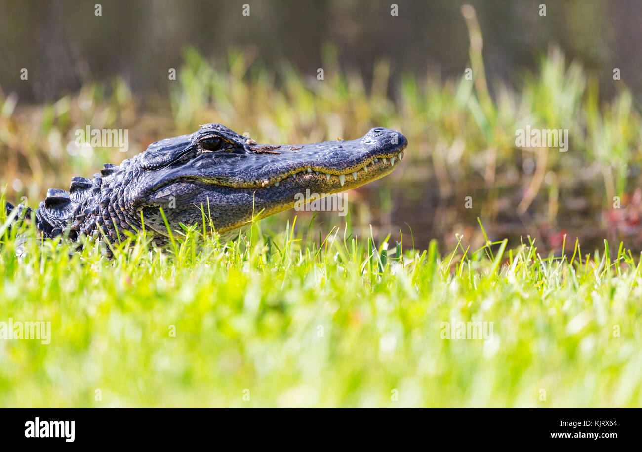 Alligator in Florida Stock Photo - Alamy