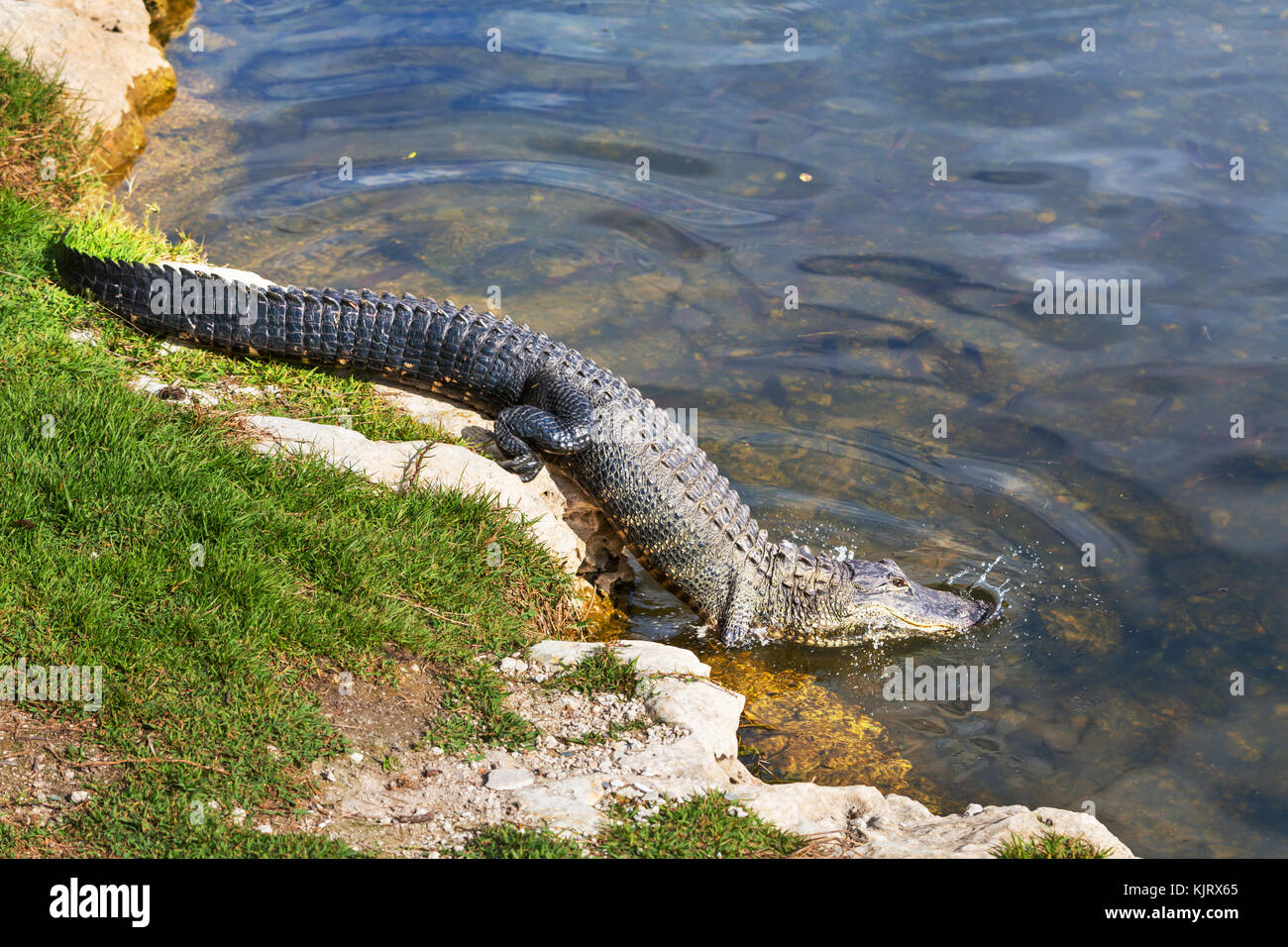 Alligator in Florida Stock Photo - Alamy