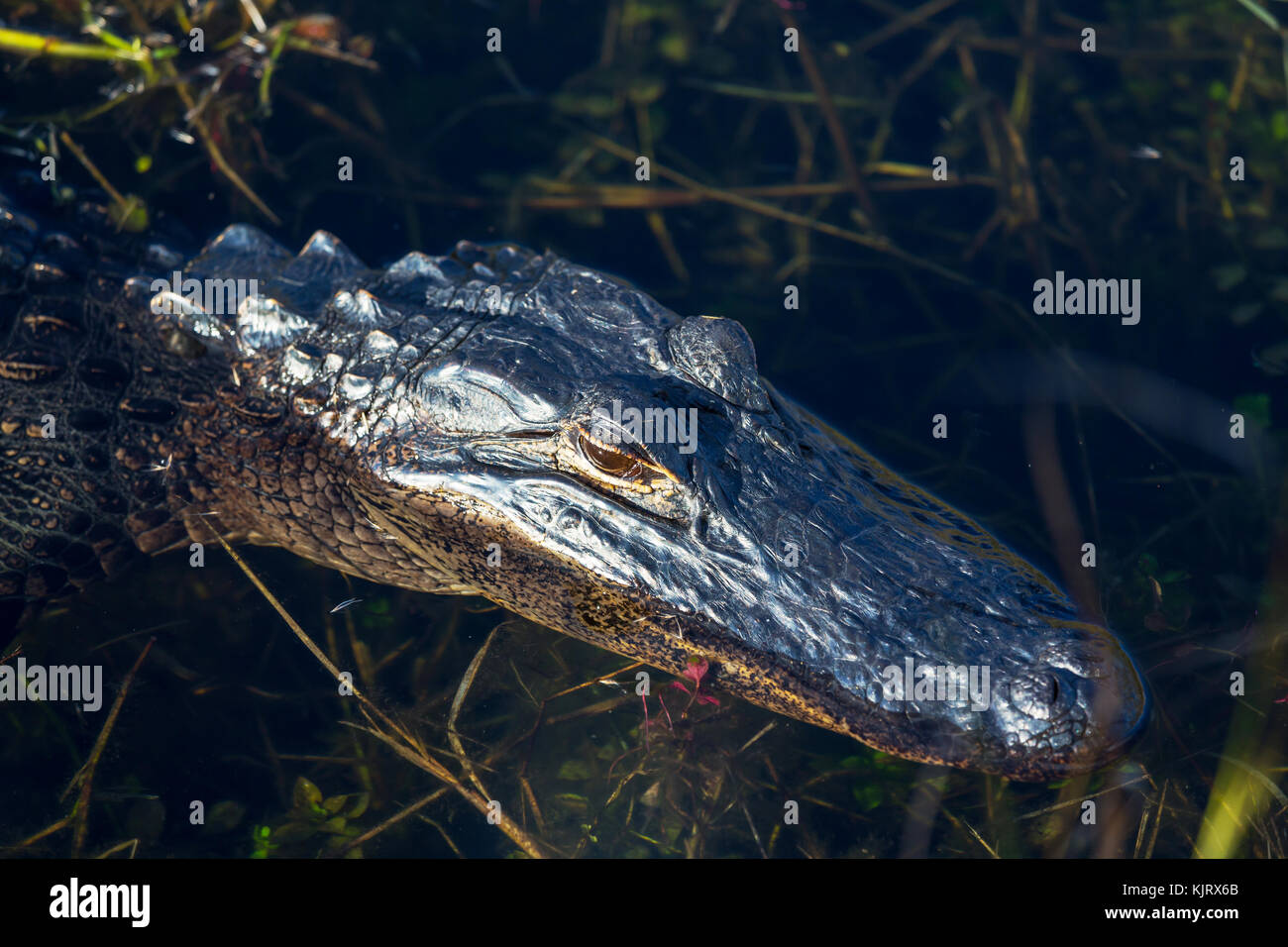 Alligator in Florida Stock Photo - Alamy