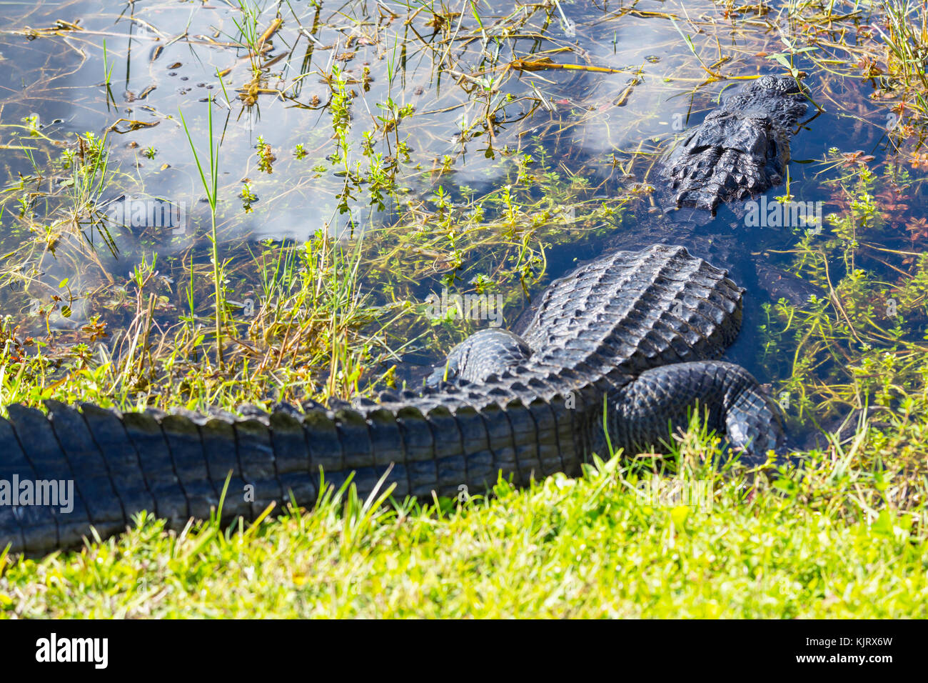 Alligator in Florida Stock Photo - Alamy