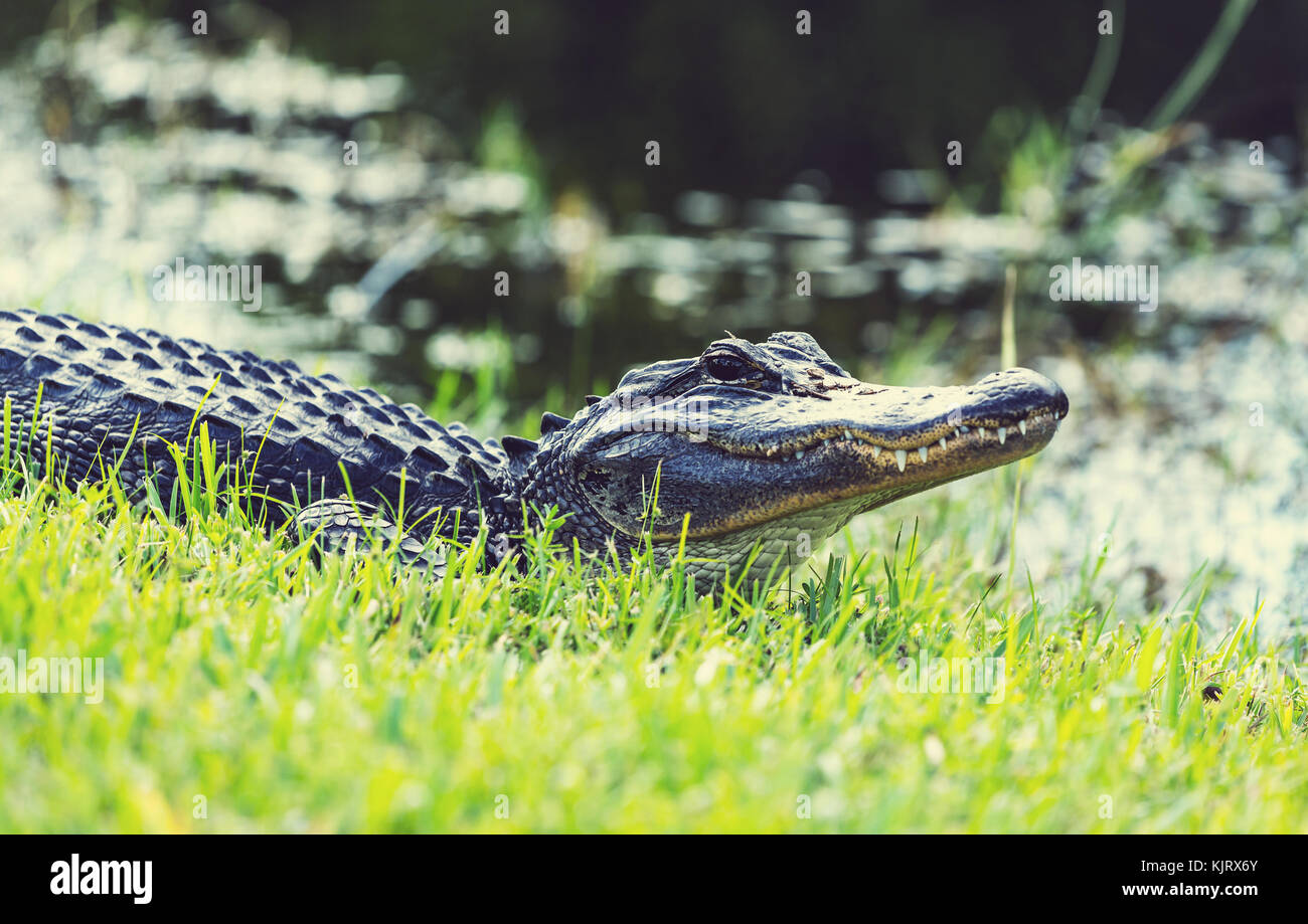 Alligator in Florida Stock Photo - Alamy