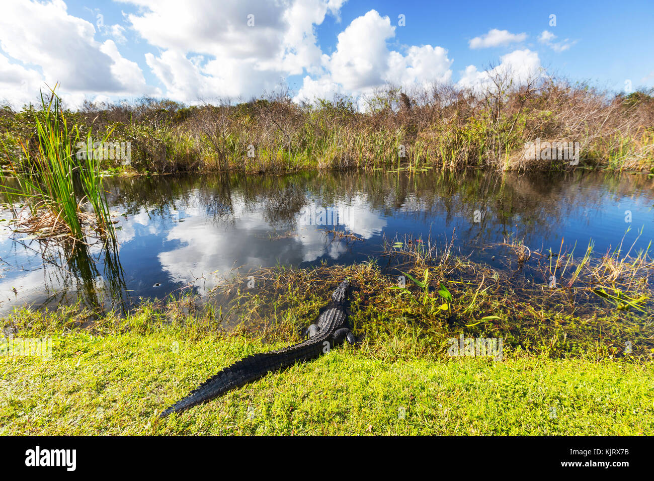 Alligator in Florida Stock Photo - Alamy