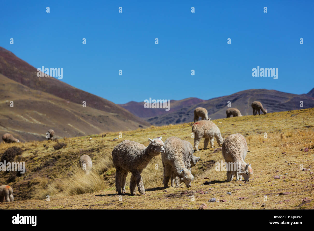 Peruvian alpaca in Andes Stock Photo - Alamy