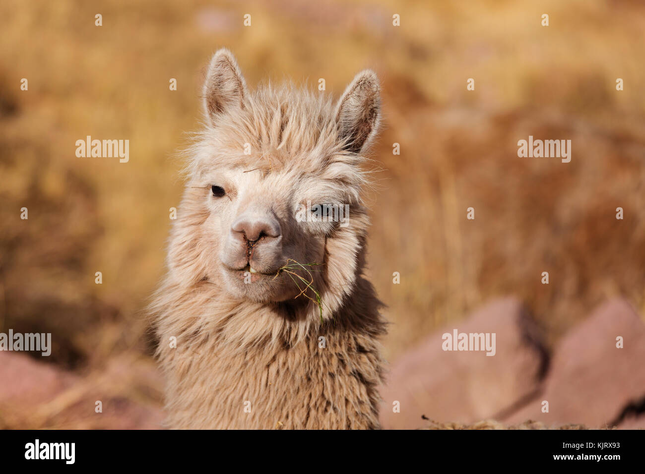 Peruvian alpaca in Andes Stock Photo - Alamy