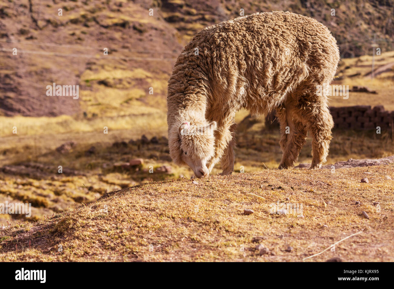 Peruvian alpaca in Andes Stock Photo - Alamy
