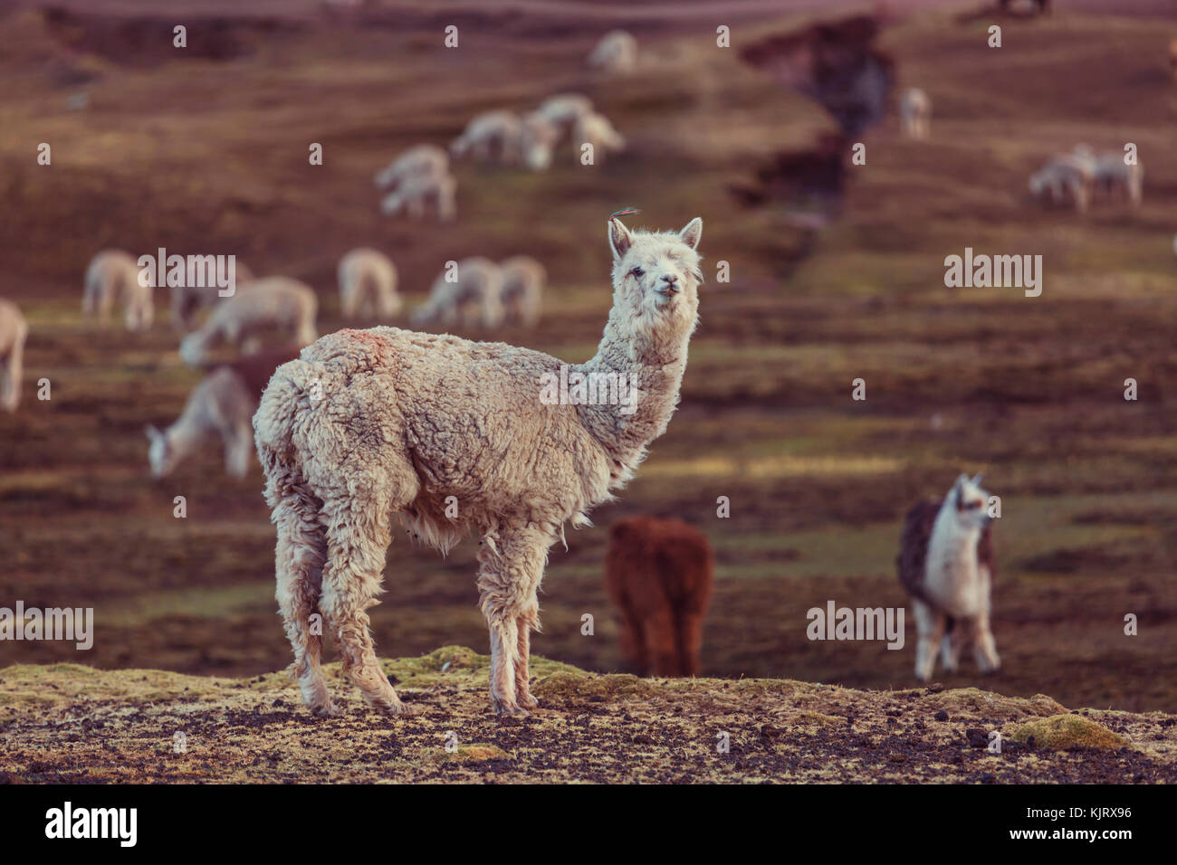 Peruvian alpaca in Andes Stock Photo - Alamy