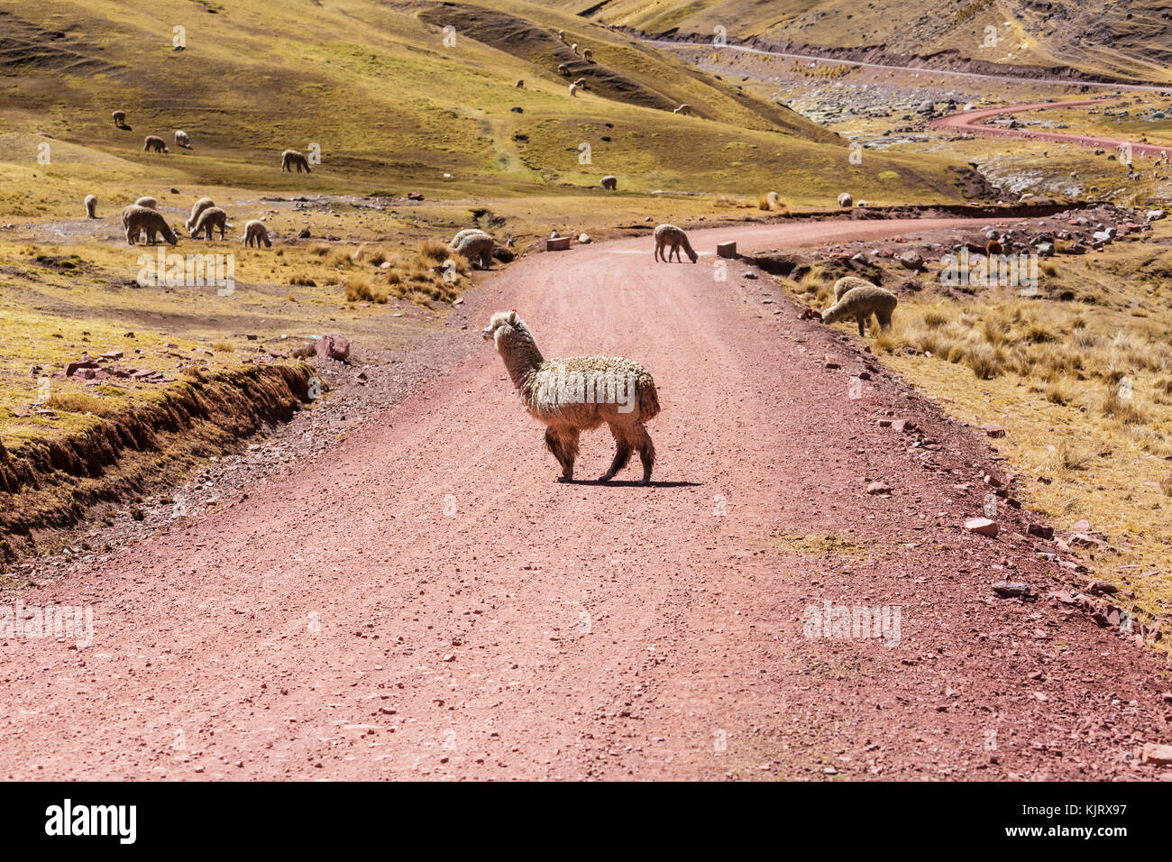 Peruvian alpaca in Andes Stock Photo - Alamy