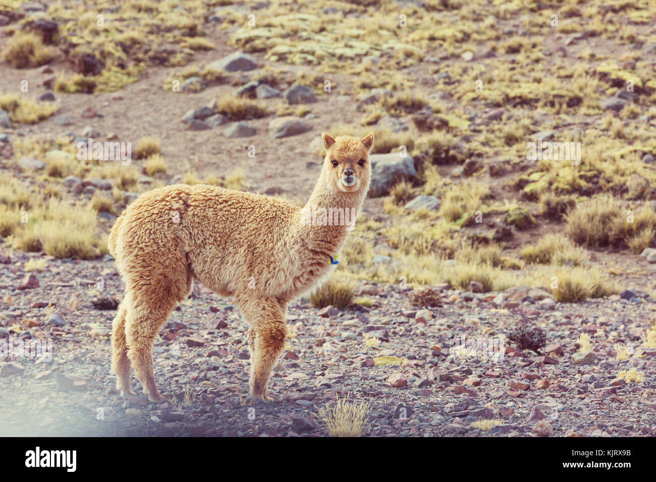 Peruvian alpaca in Andes Stock Photo - Alamy