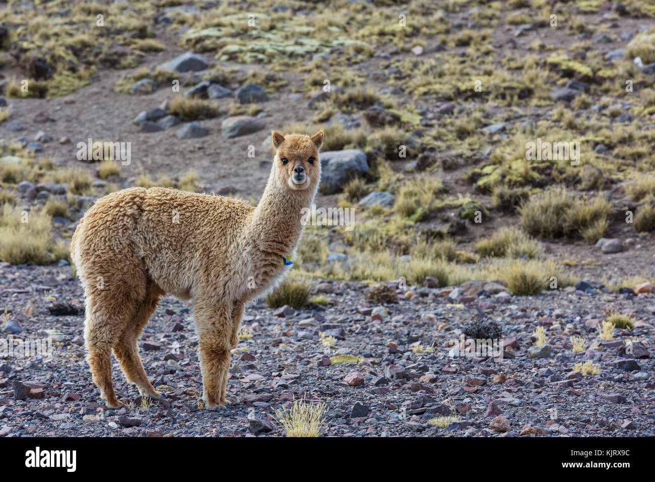 Peruvian alpaca in Andes Stock Photo - Alamy