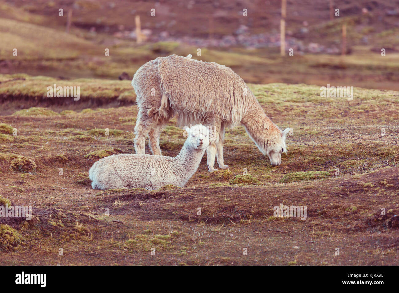 Peruvian alpaca in Andes Stock Photo - Alamy