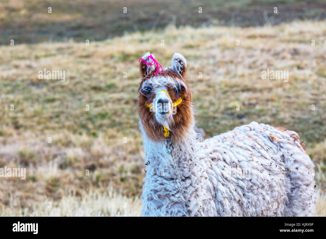 Peruvian alpaca in Andes Stock Photo - Alamy
