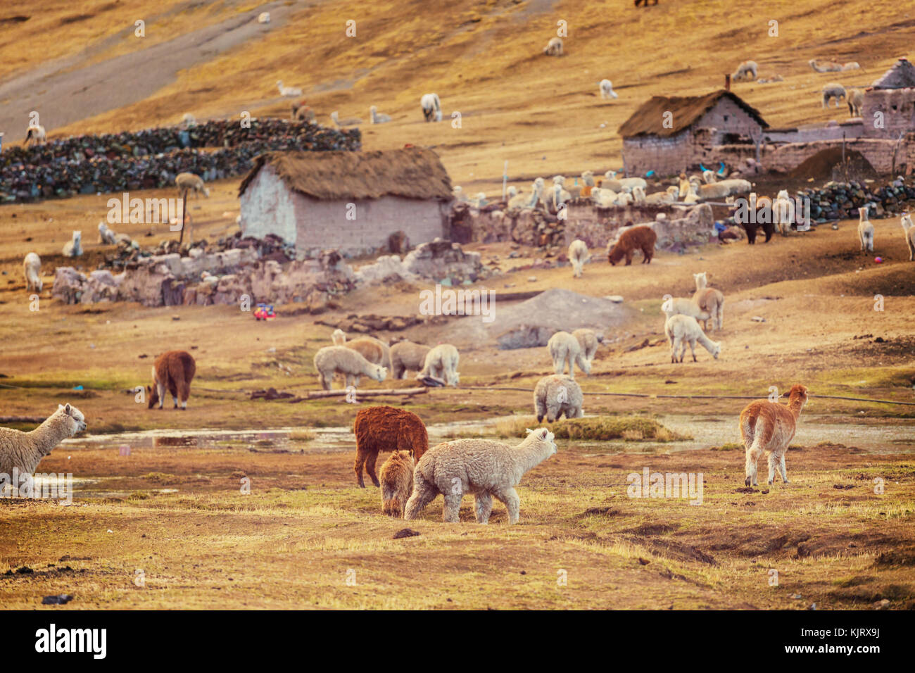 Peruvian alpaca in Andes Stock Photo - Alamy