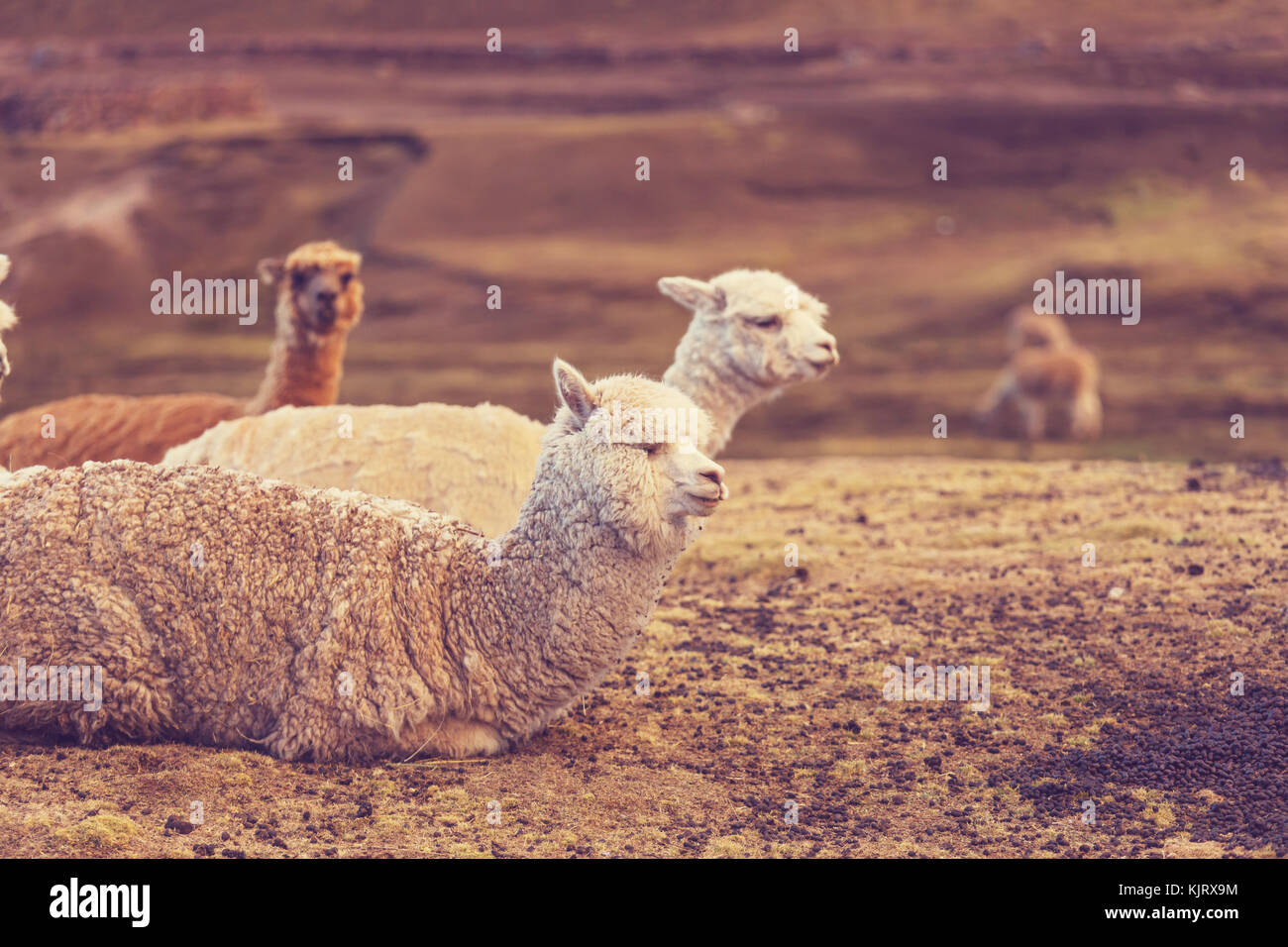 Peruvian alpaca in Andes Stock Photo - Alamy