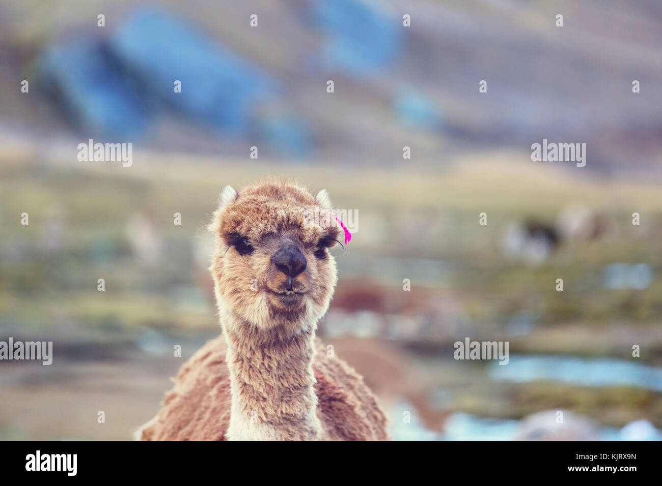 Peruvian alpaca in Andes Stock Photo - Alamy