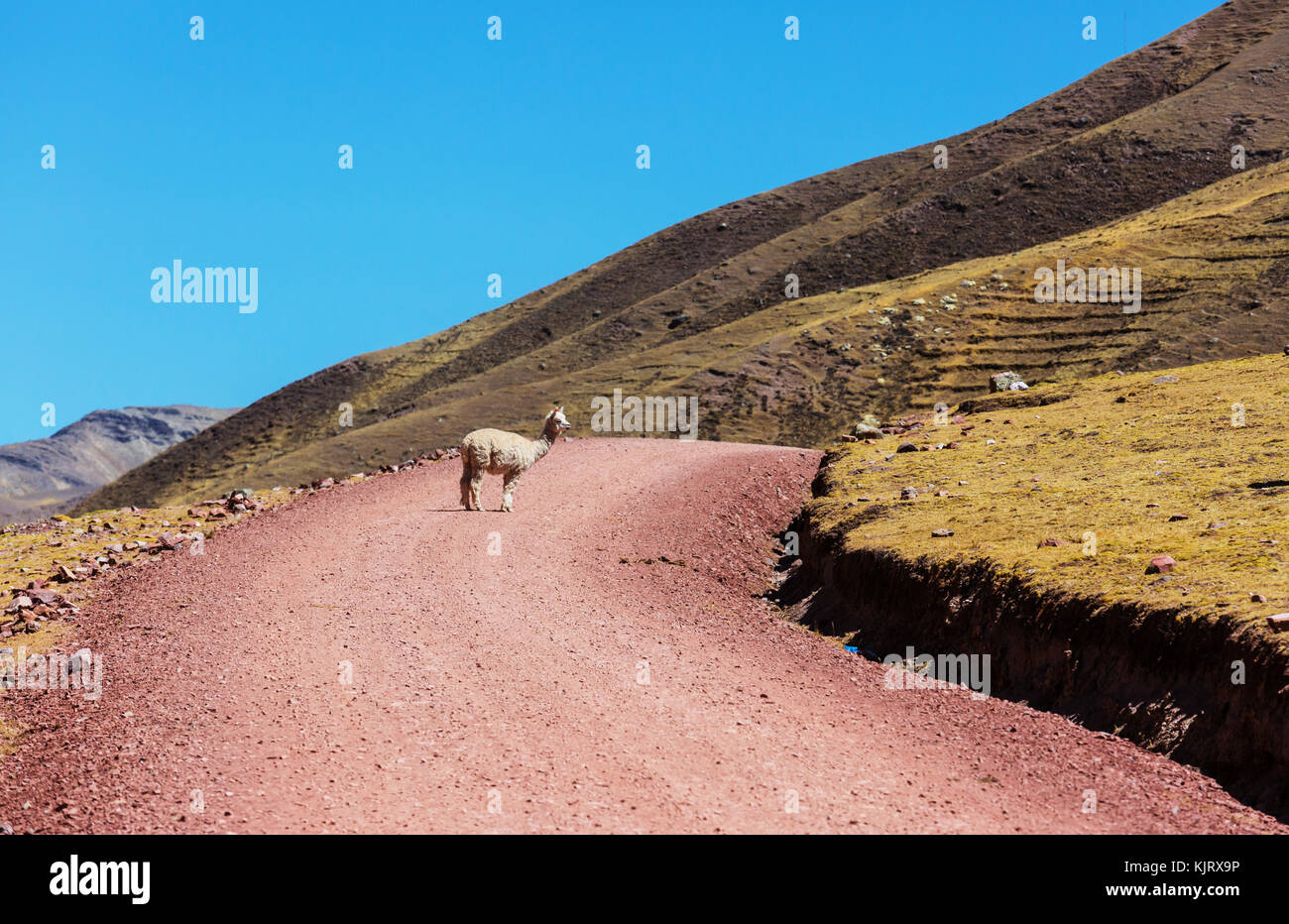 Peruvian alpaca in Andes Stock Photo - Alamy