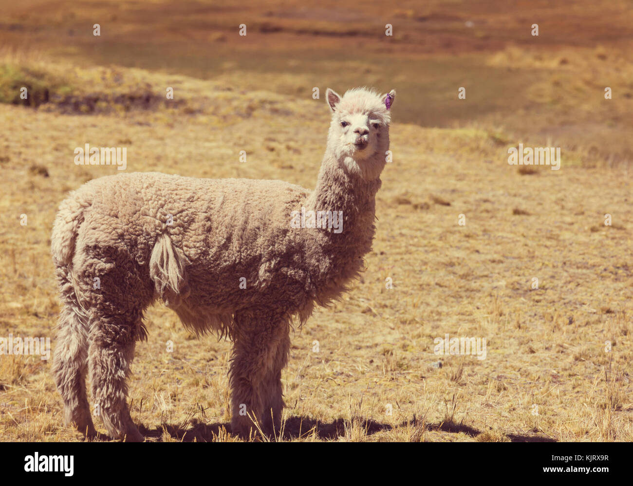 Peruvian alpaca in Andes Stock Photo - Alamy