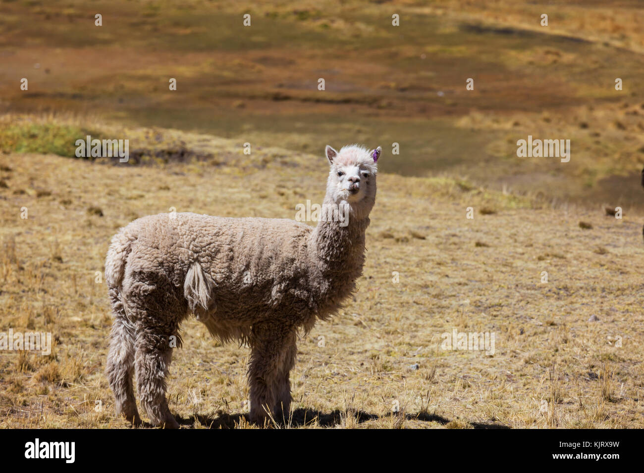 Peruvian alpaca in Andes Stock Photo - Alamy