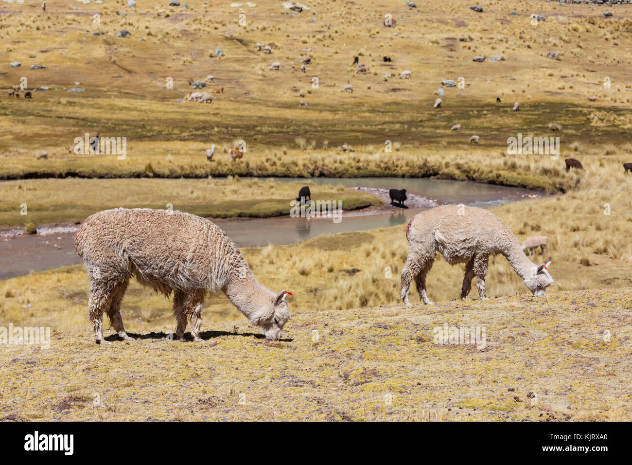 Peruvian alpaca in Andes Stock Photo - Alamy