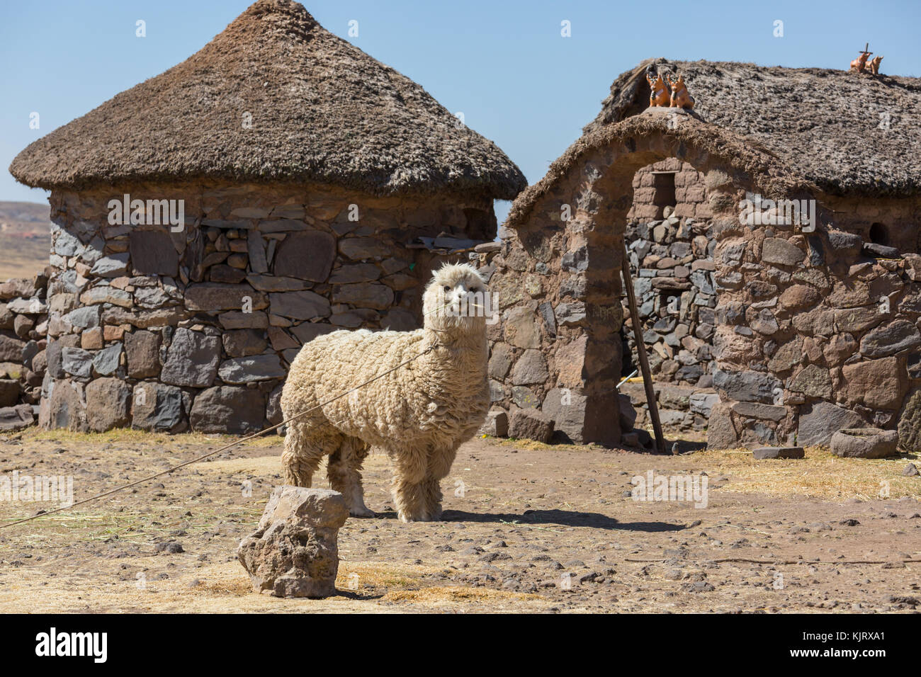 Peruvian alpaca in Andes Stock Photo - Alamy