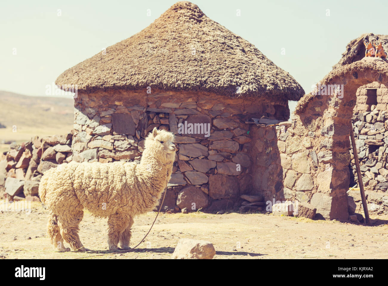 Peruvian alpaca in Andes Stock Photo - Alamy