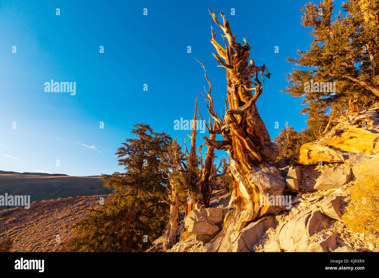 Ancient Bristlecone Pine Tree showing the twisted and gnarled features ...