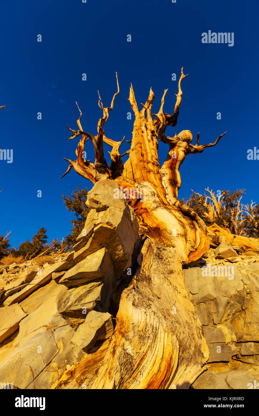 Ancient Bristlecone Pine Tree showing the twisted and gnarled features ...
