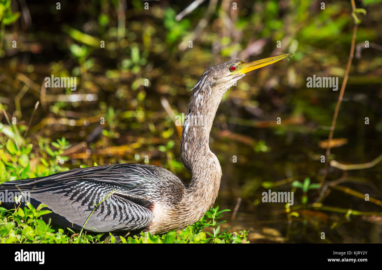 American Anhinga ,Everglades National Park, Florida Stock Photo - Alamy