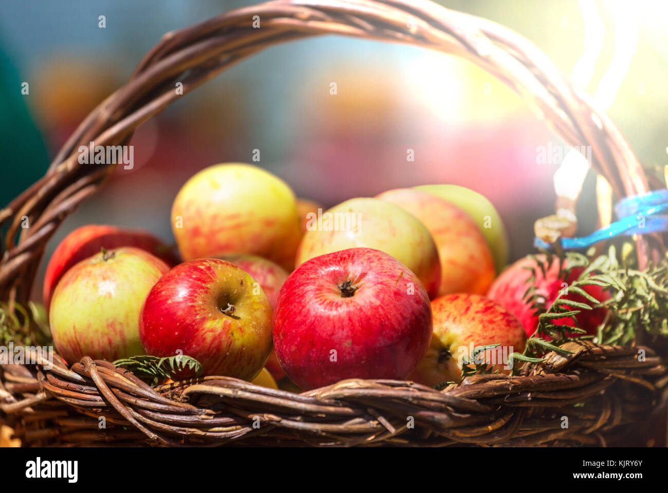 Apple on branch Stock Photo - Alamy