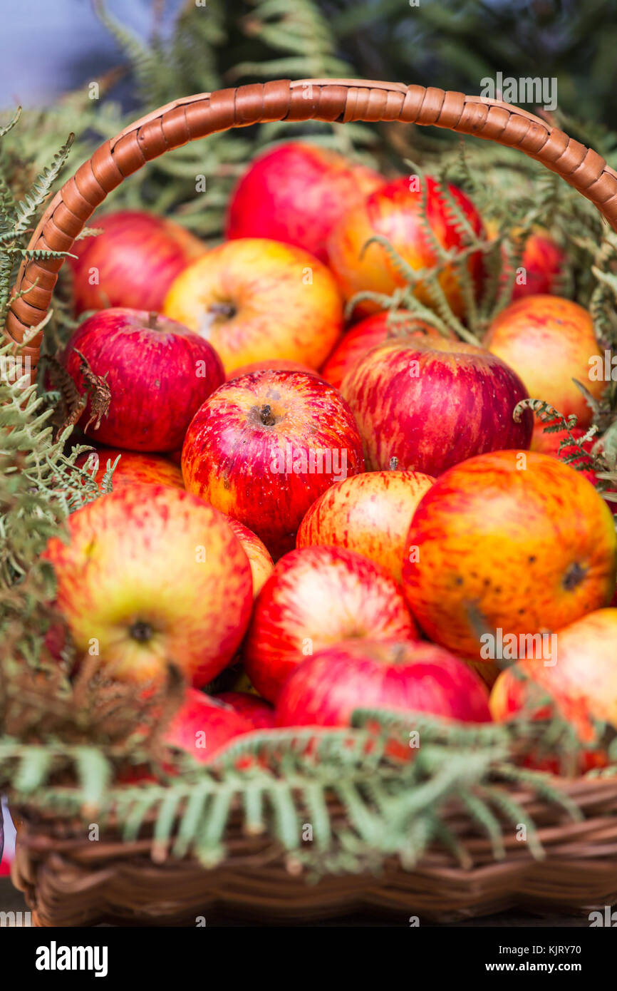 Apple on branch Stock Photo - Alamy