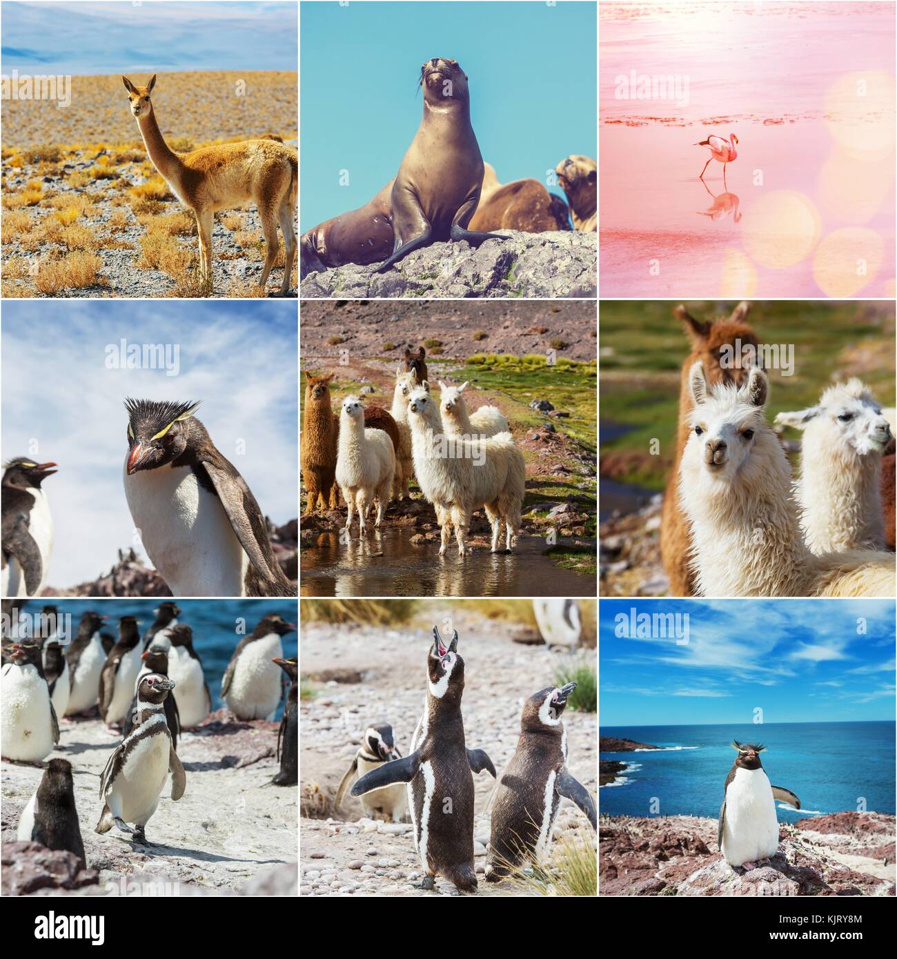 Argentina animals collage Stock Photo - Alamy