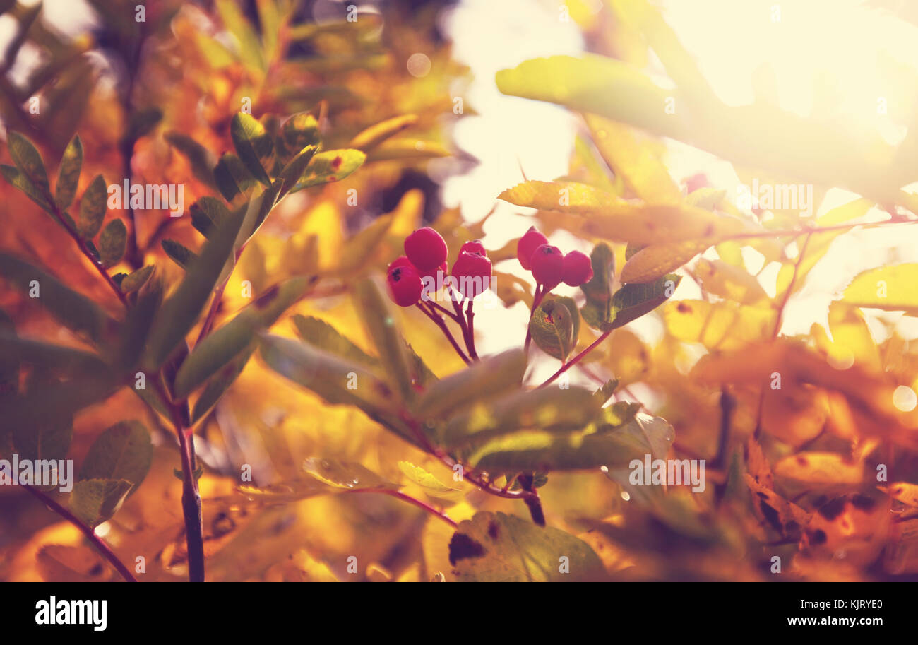 Autumn rowan tree Stock Photo - Alamy
