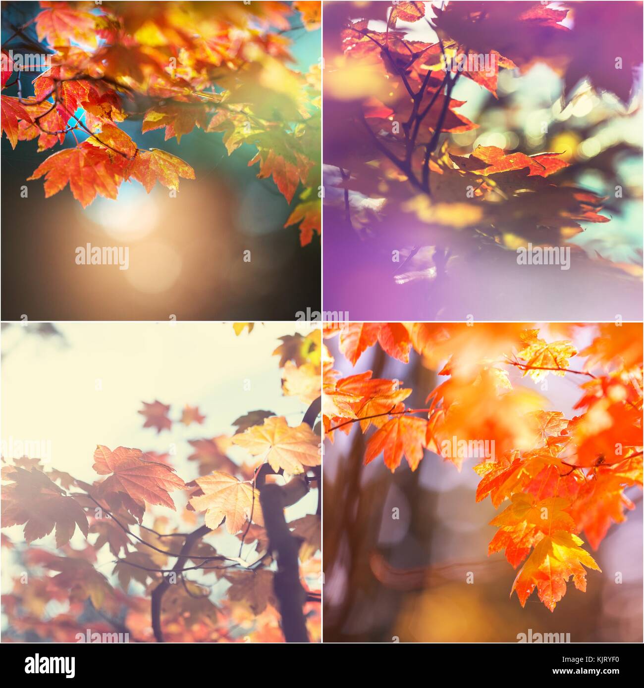 autumn orange collage Stock Photo - Alamy