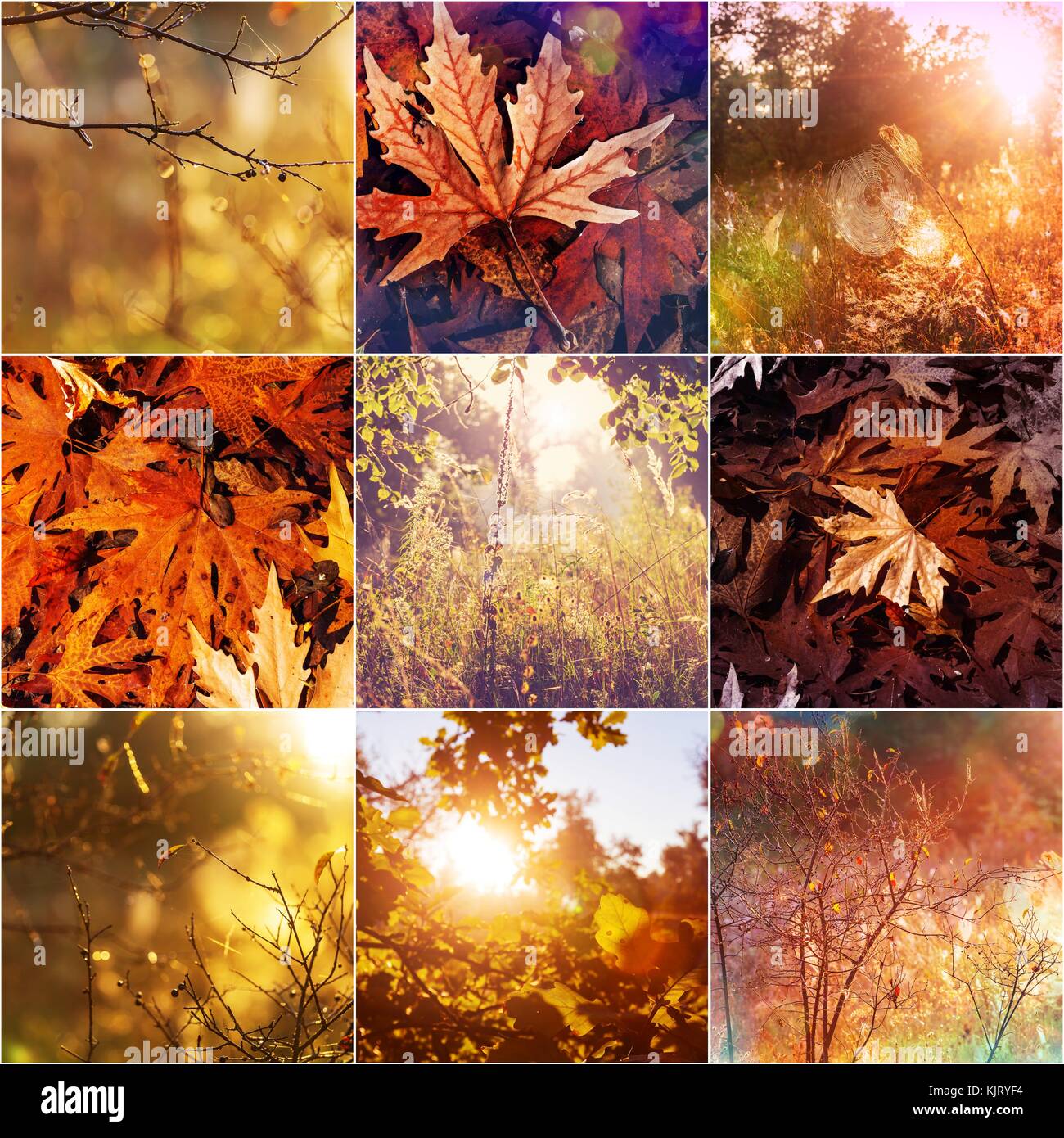Orange and Yellow Autumn collage Stock Photo - Alamy