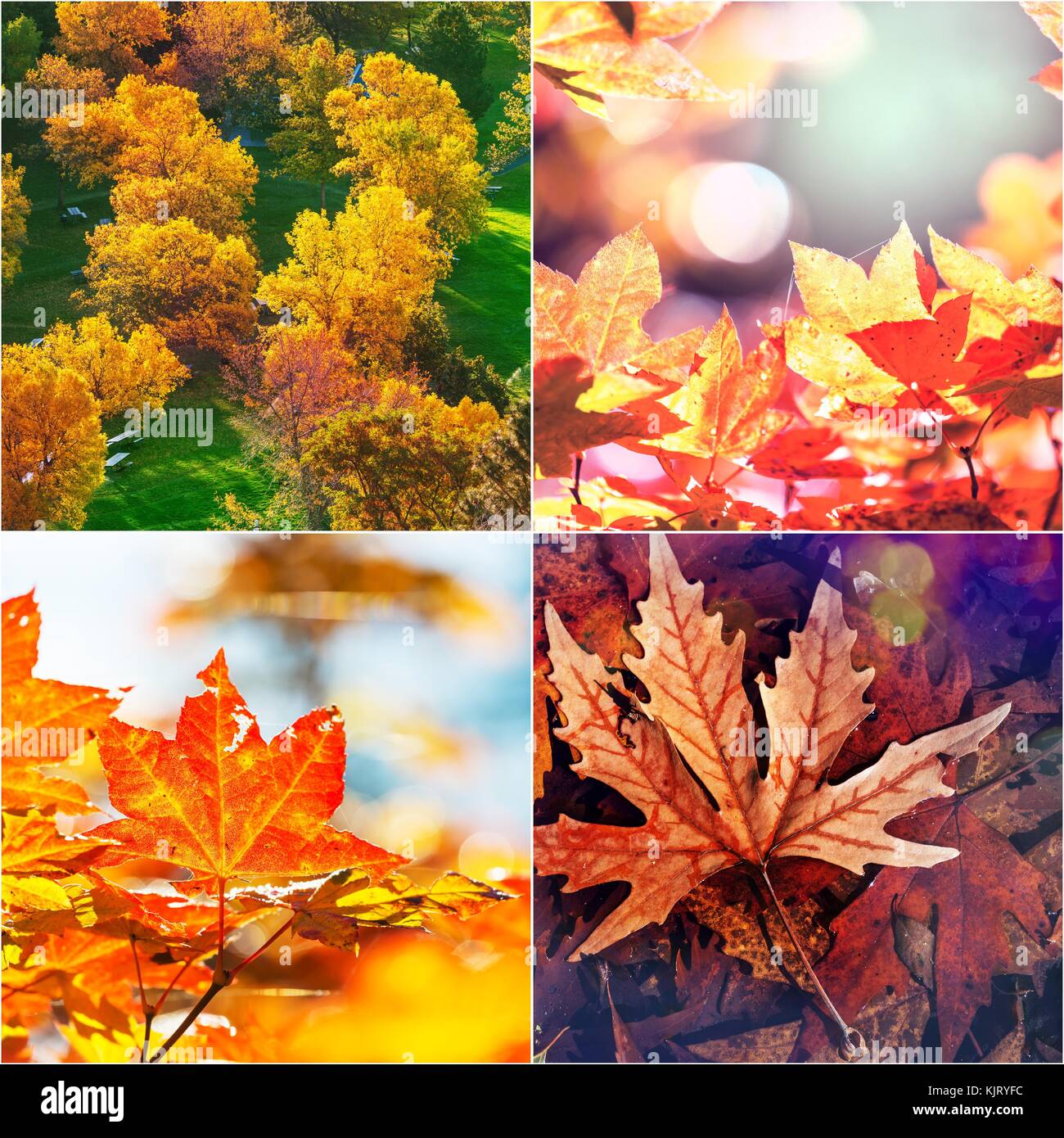 Orange and Yellow Autumn collage Stock Photo - Alamy