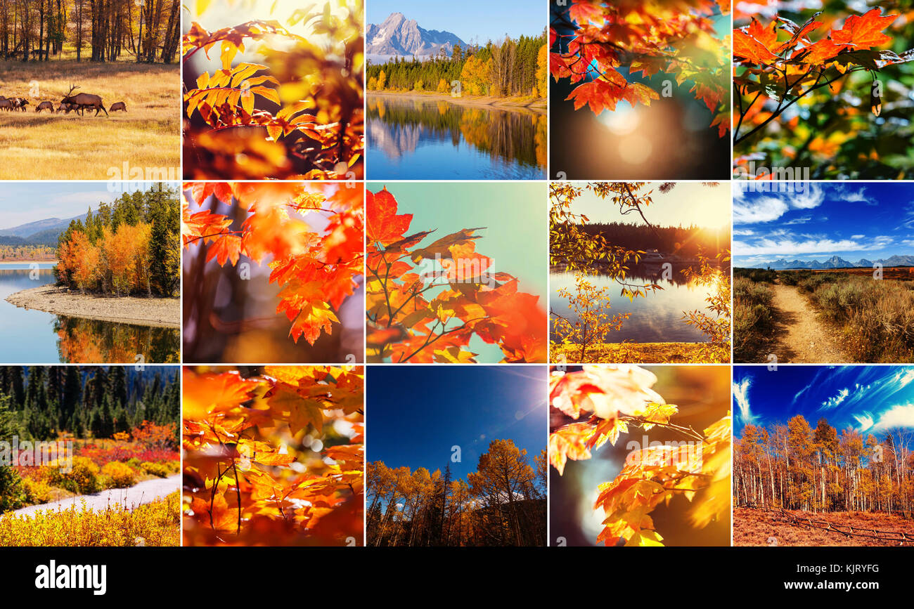 Orange and Yellow Autumn collage Stock Photo - Alamy
