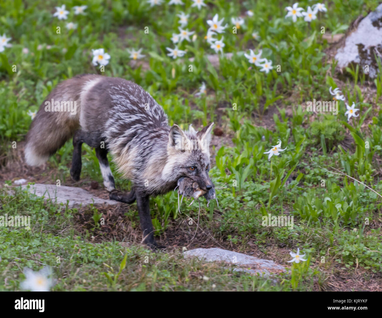 Cascade Red Fox with Fresh Kill sneaking through field of avalanche ...