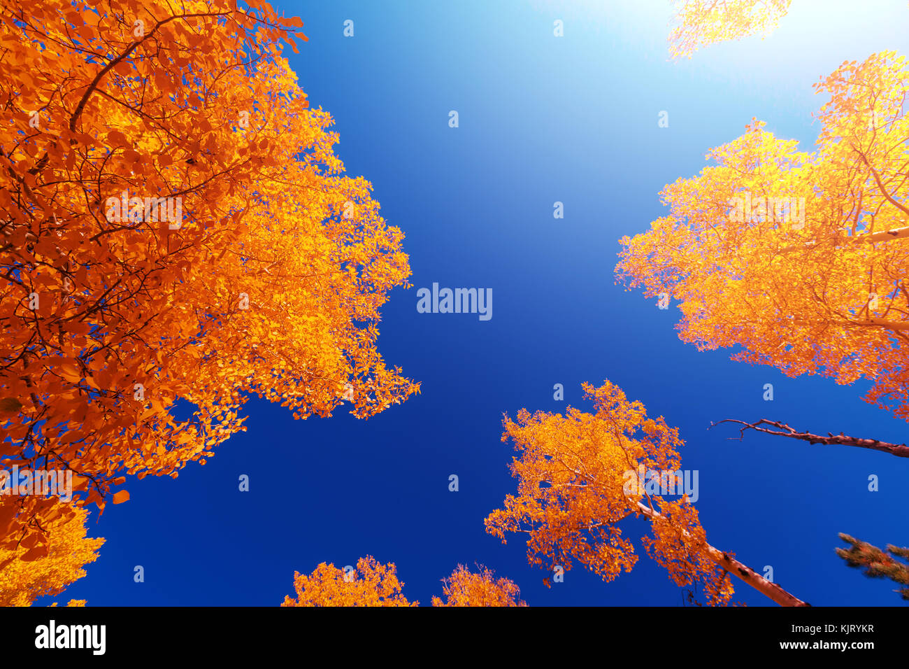 Yellow forest in Autumn Stock Photo - Alamy