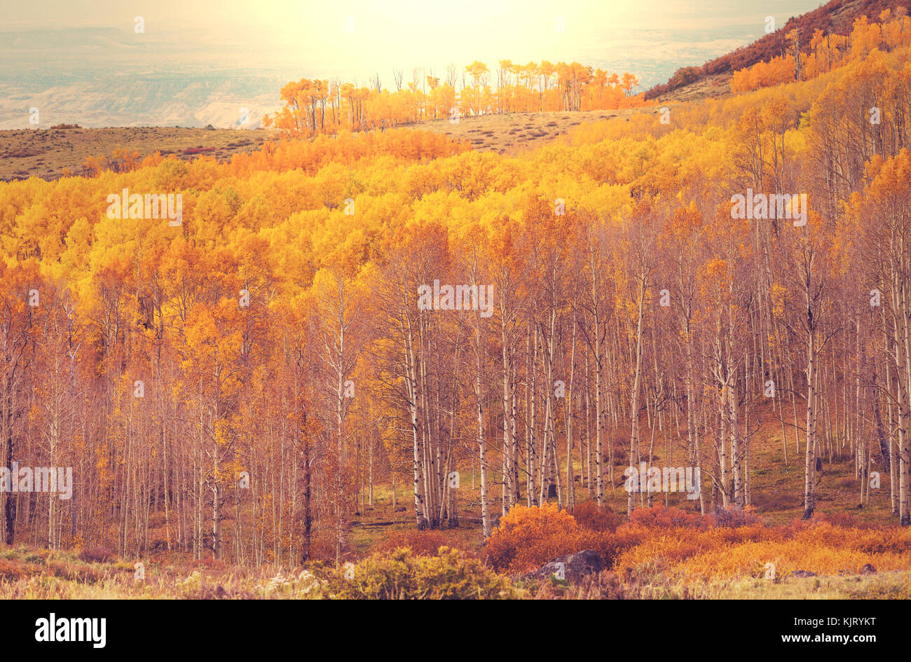 Yellow forest in Autumn Stock Photo - Alamy