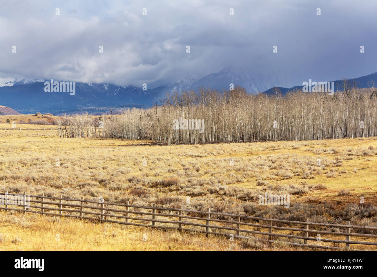 Colorful yellow autumn in Colorado, United States. Fall season Stock ...