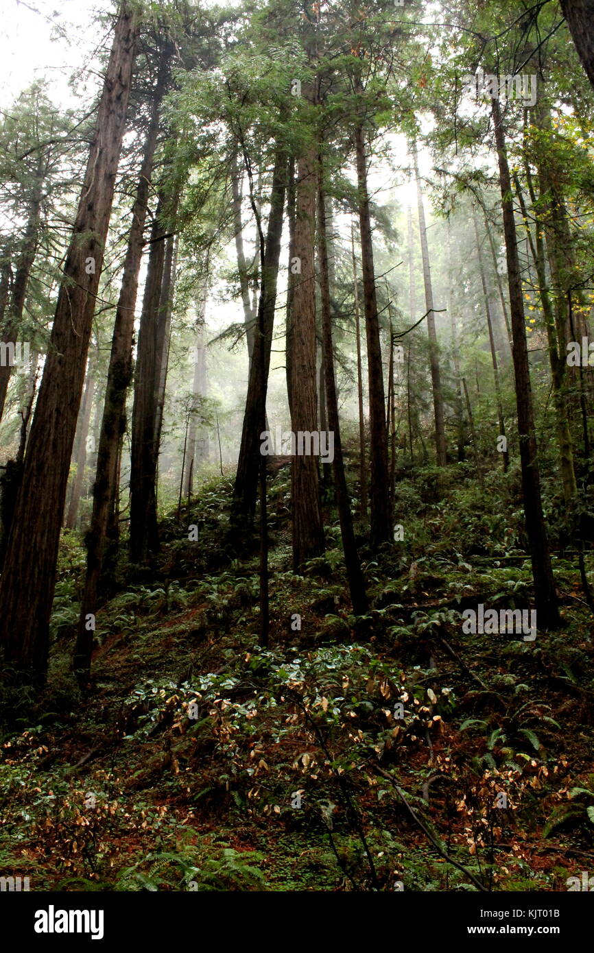 Trees in fog at Muir Woods National Monument Stock Photo - Alamy