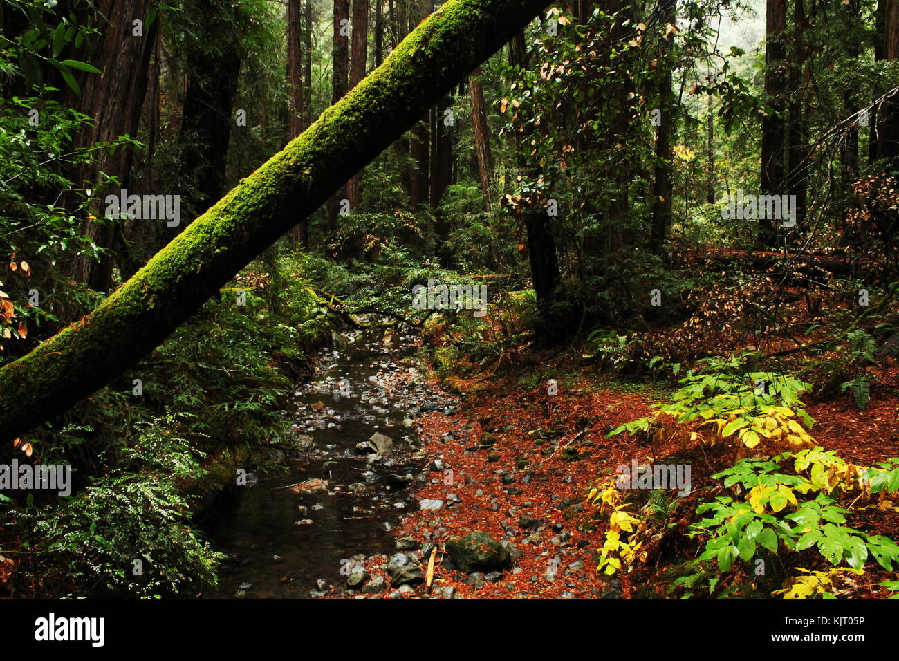 Weather Muir Woods California at Carey Shaw blog