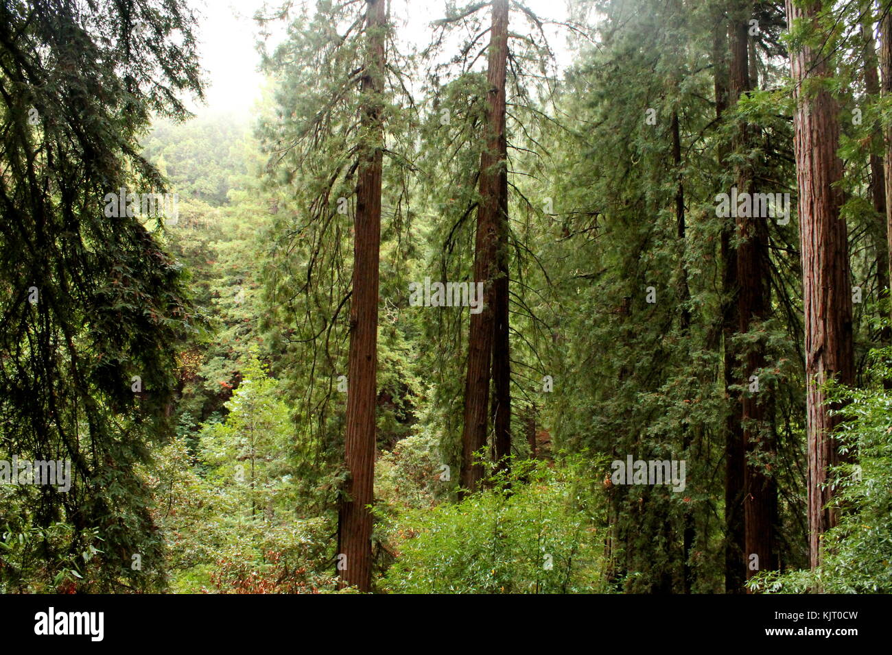 Trees in fog at Muir Woods National Monument Stock Photo - Alamy