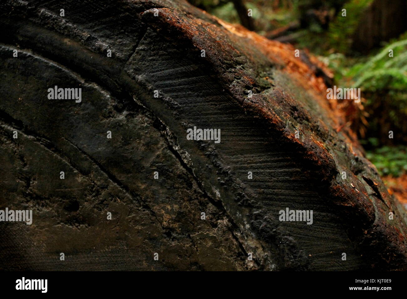 Northern california redwoods rings hi-res stock photography and images ...