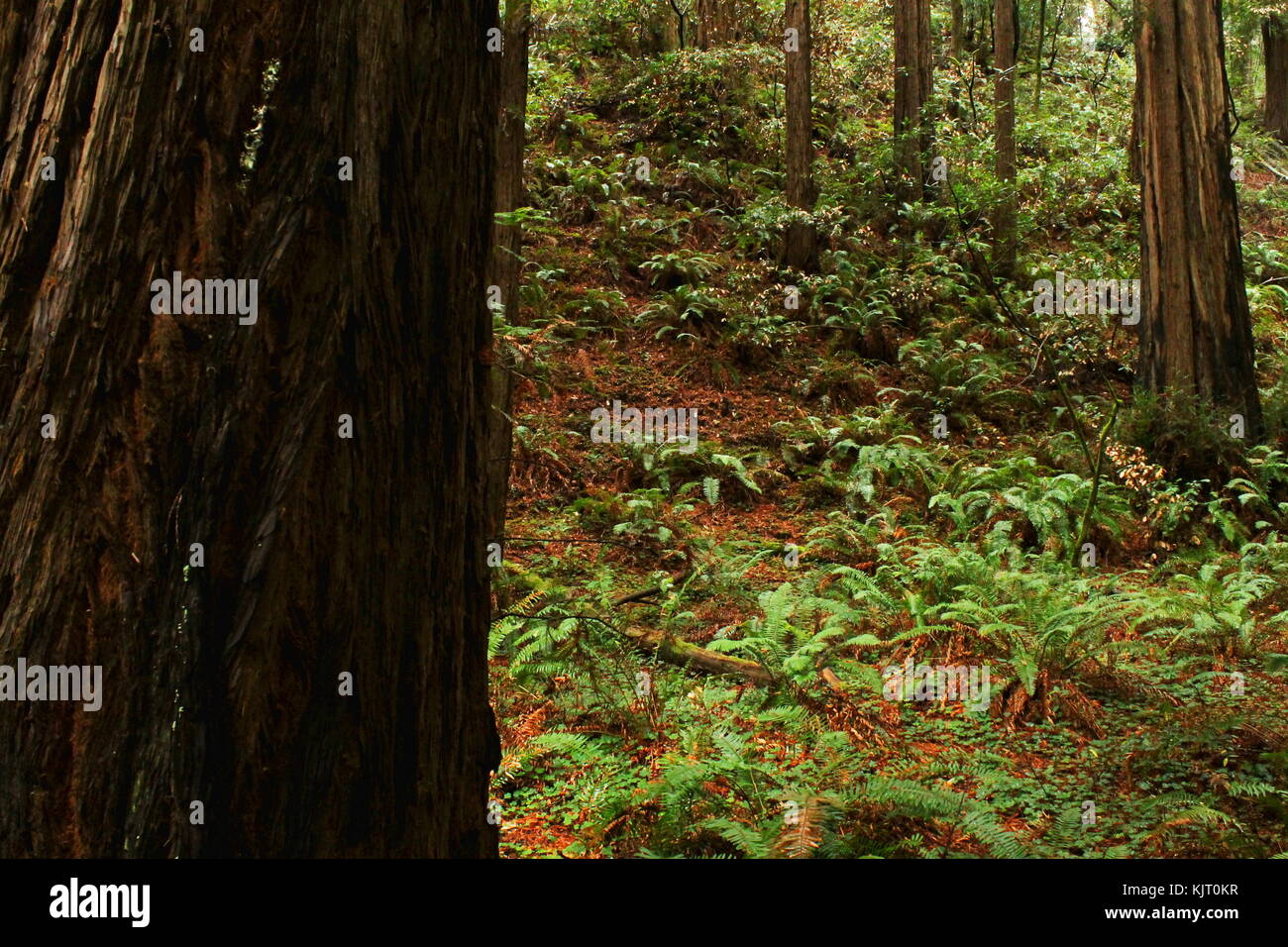 Trees at Muir Woods National Monument Stock Photo - Alamy