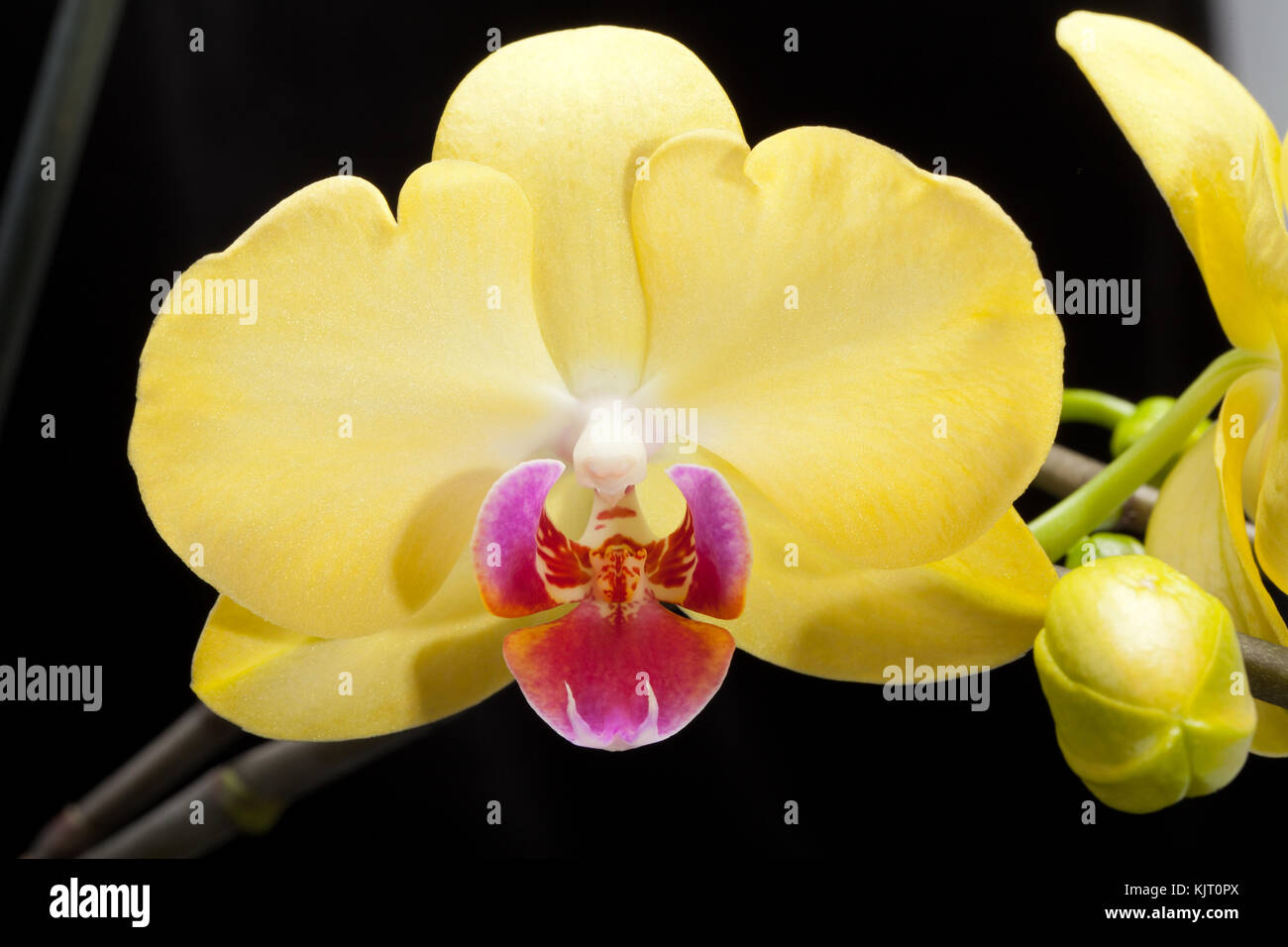 Yellow orchid isolated on black Stock Photo - Alamy
