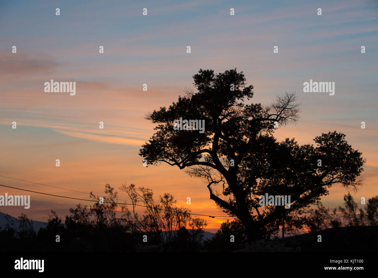 Joshua Tree at sunset Stock Photo - Alamy