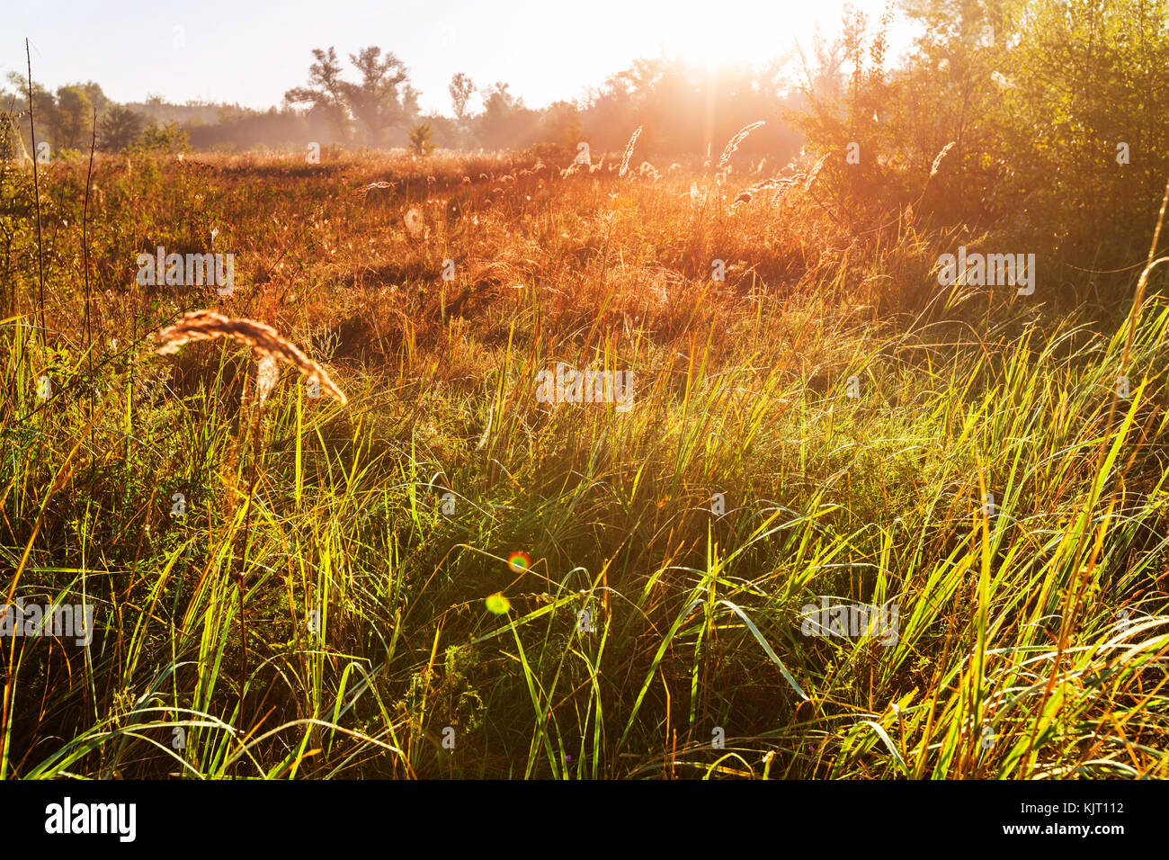 Sunny autumn meadow Stock Photo - Alamy