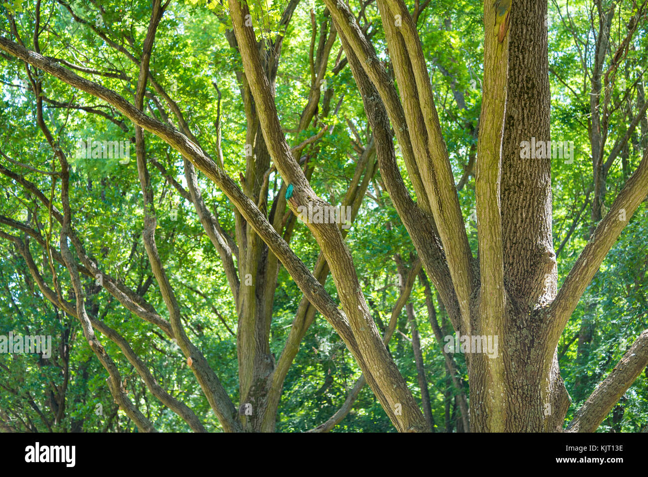 Oak tree branches, Dendrological Park of the National Reserve Askania ...
