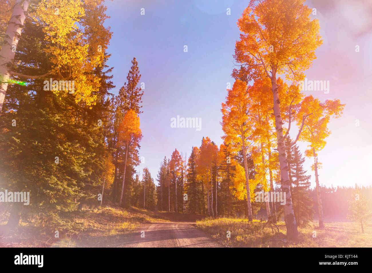 Colorful Autumn scene on countryside road in the sunny morning in ...